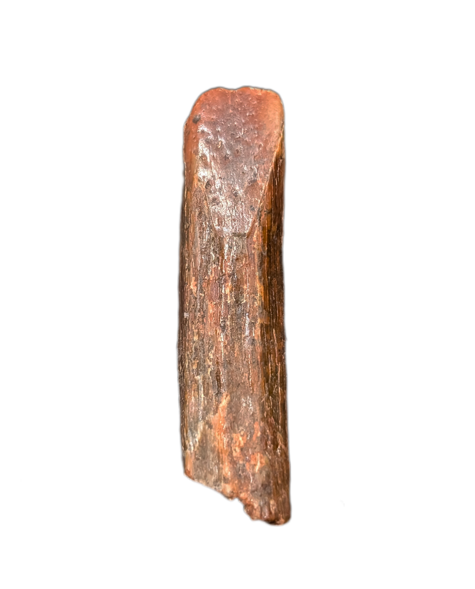 Rebbachisaurus (Sauropod) Tooth from Morocco| The Daily Rex