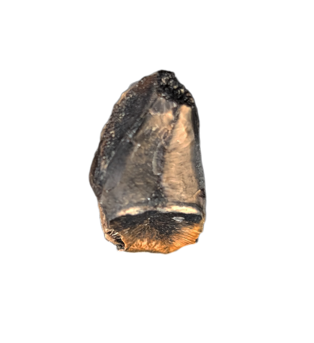 Hadrosaur Tooth, Judith River Formation| The Daily Rex