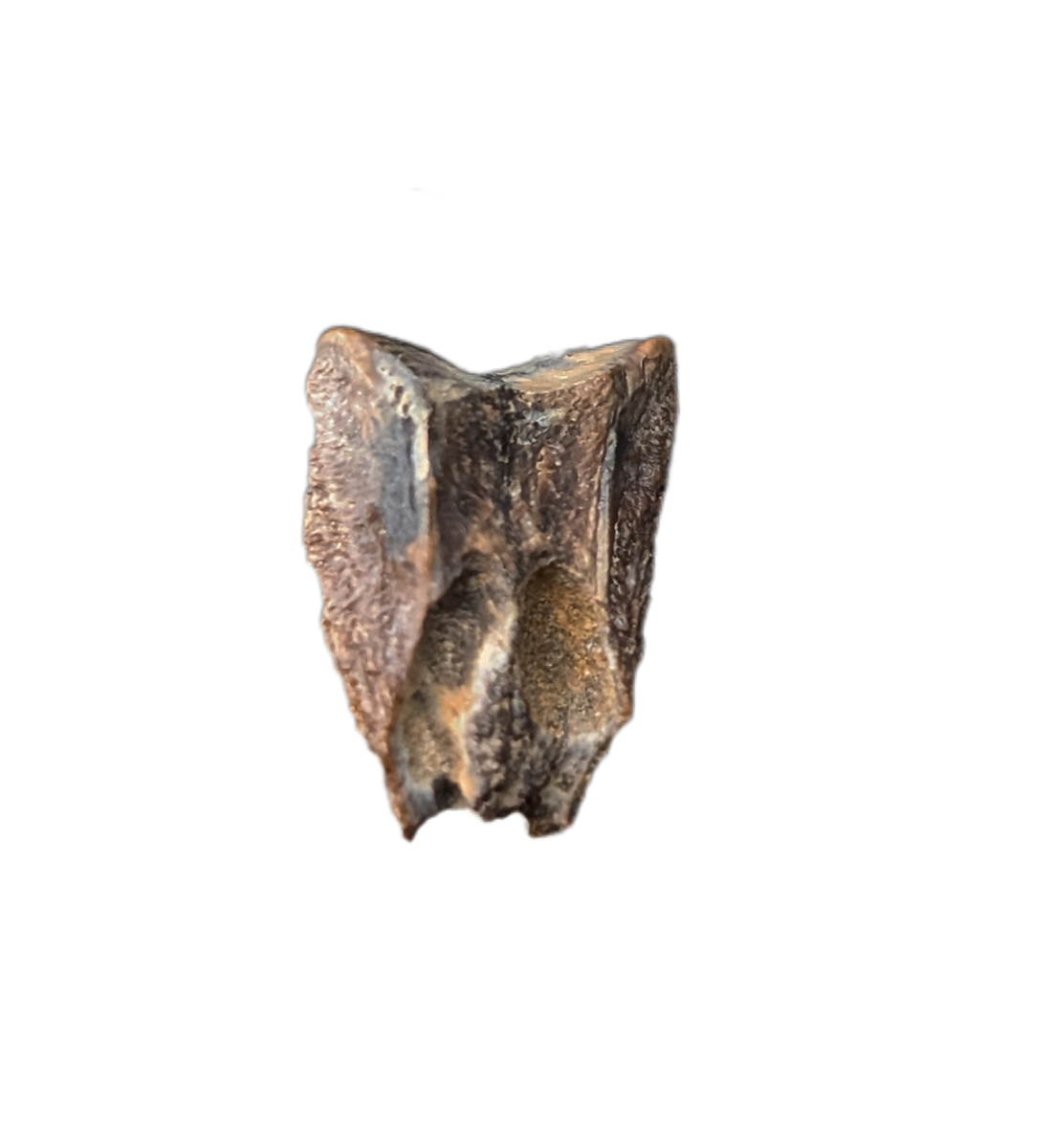 Hadrosaur Tooth, Judith River Formation| The Daily Rex
