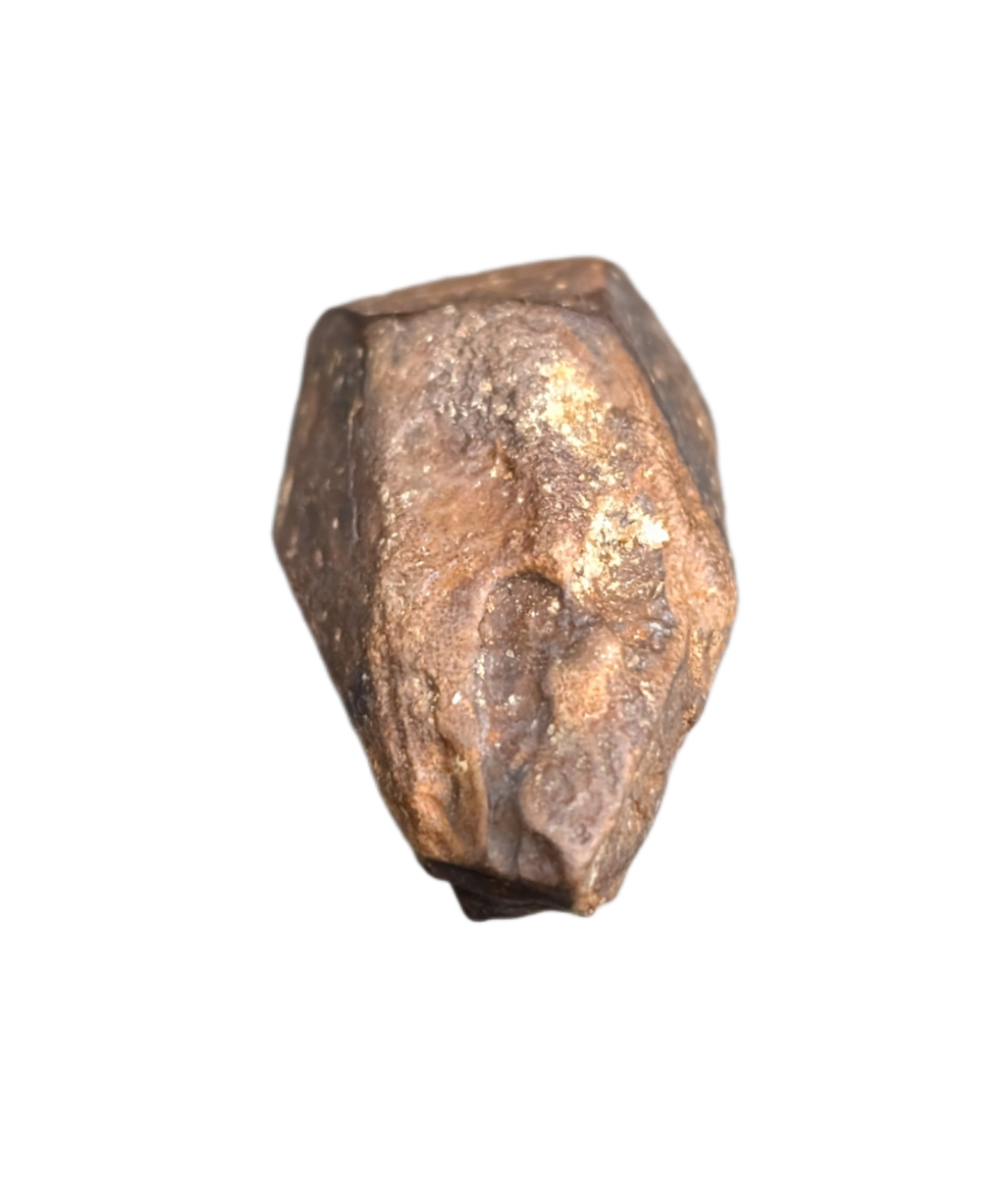 Hadrosaur Tooth, Judith River Formation| The Daily Rex