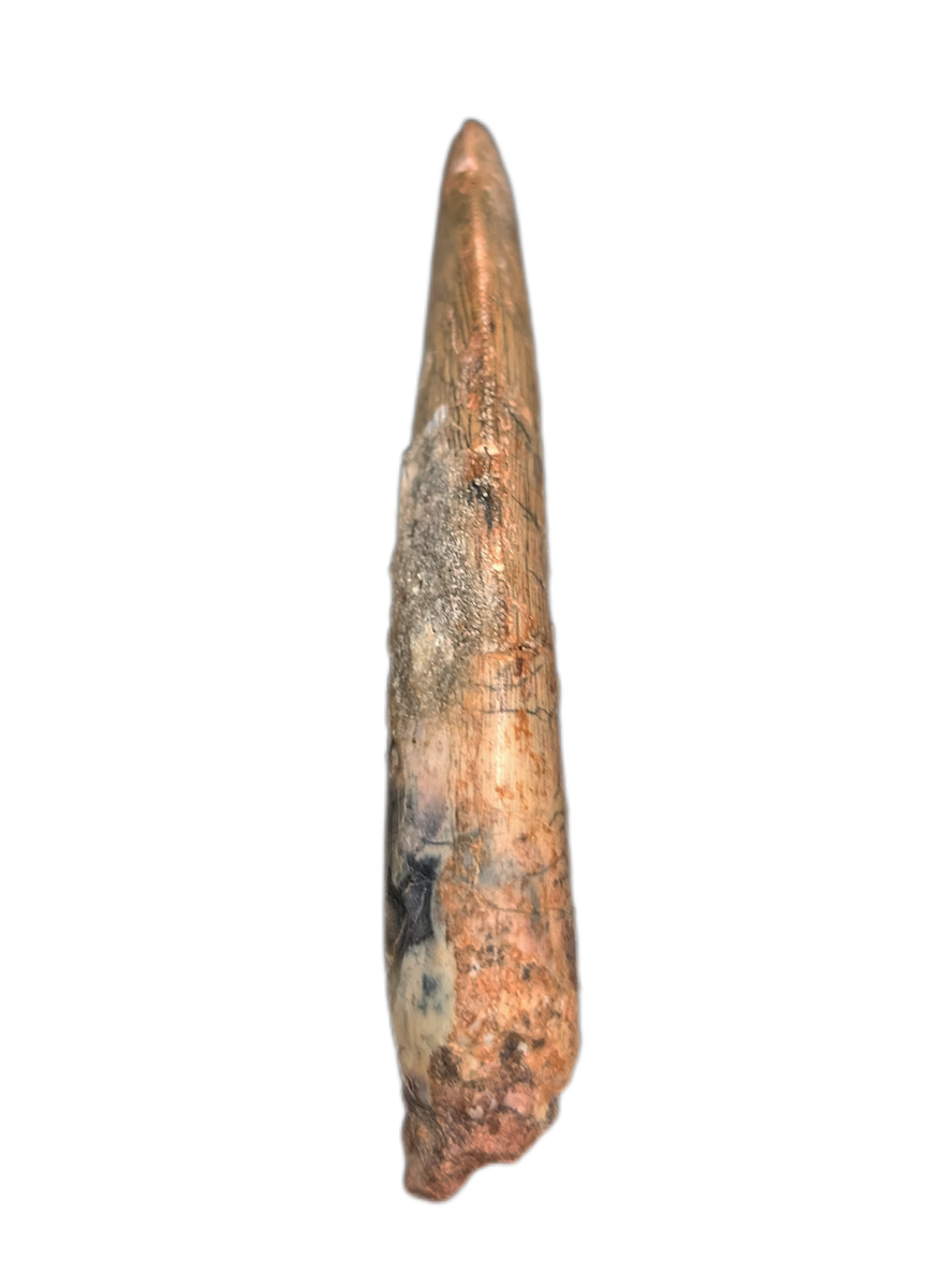Eococharia Tooth, Elrhaz Formation| The Daily Rex