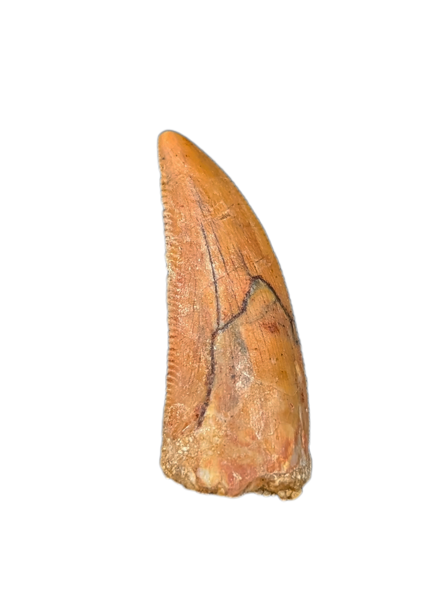 Large Abelisaur tooth from the Kem Kem Beds of Morocco| The Daily Rex