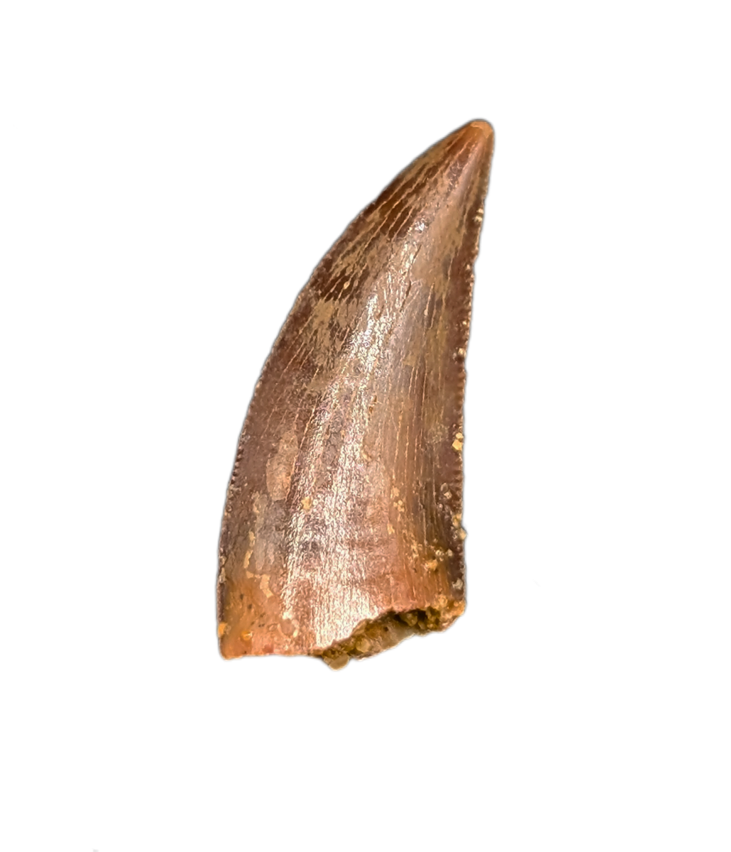 Abelisaur tooth from the Kem Kem Beds of Morocco| The Daily Rex