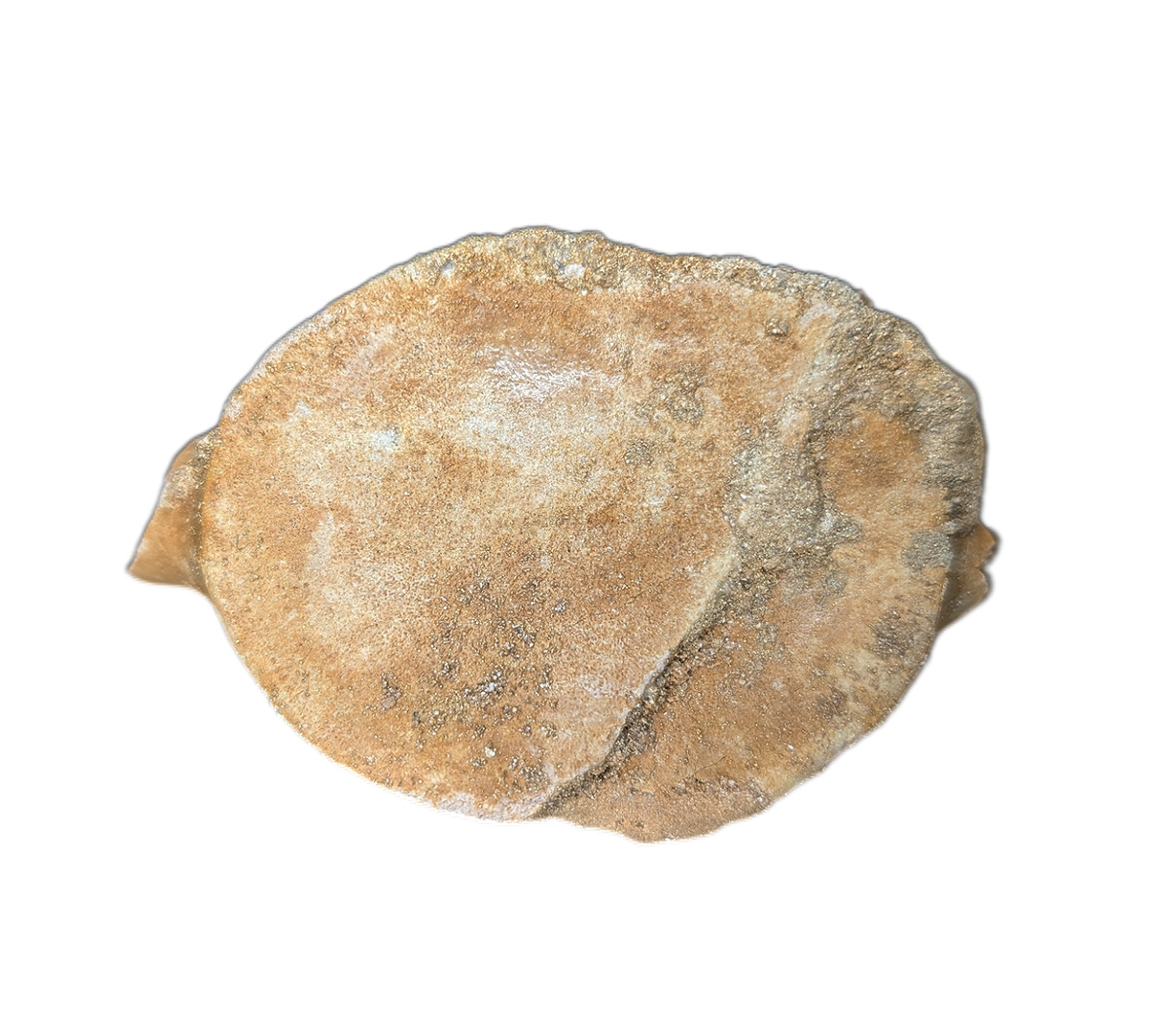 Mosasaur Vertebrae, Morocco| The Daily Rex