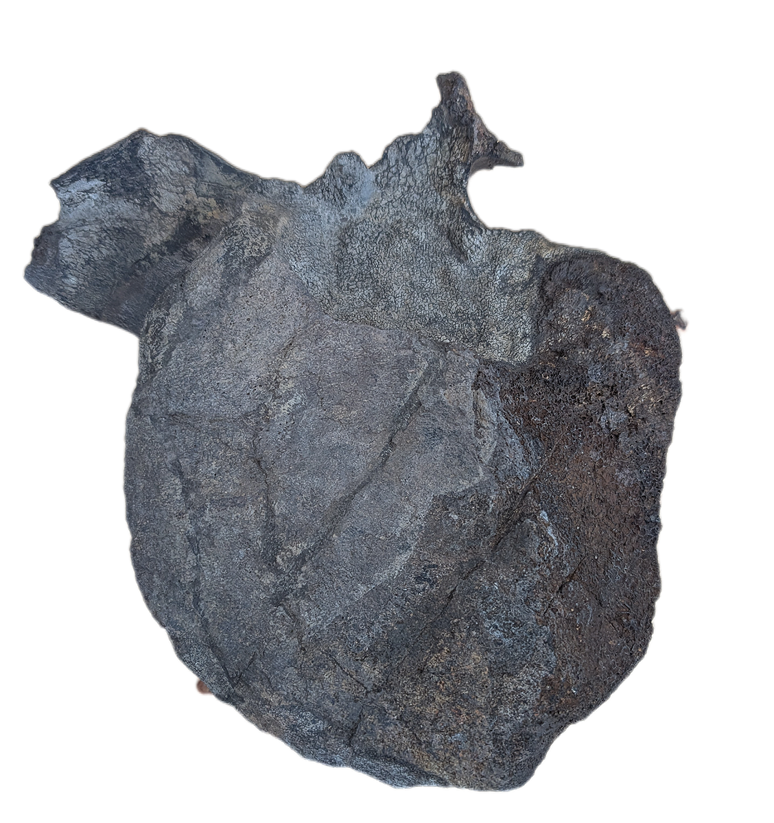 Hypacrosaurus Dorsal Vertebrae| The Daily Rex