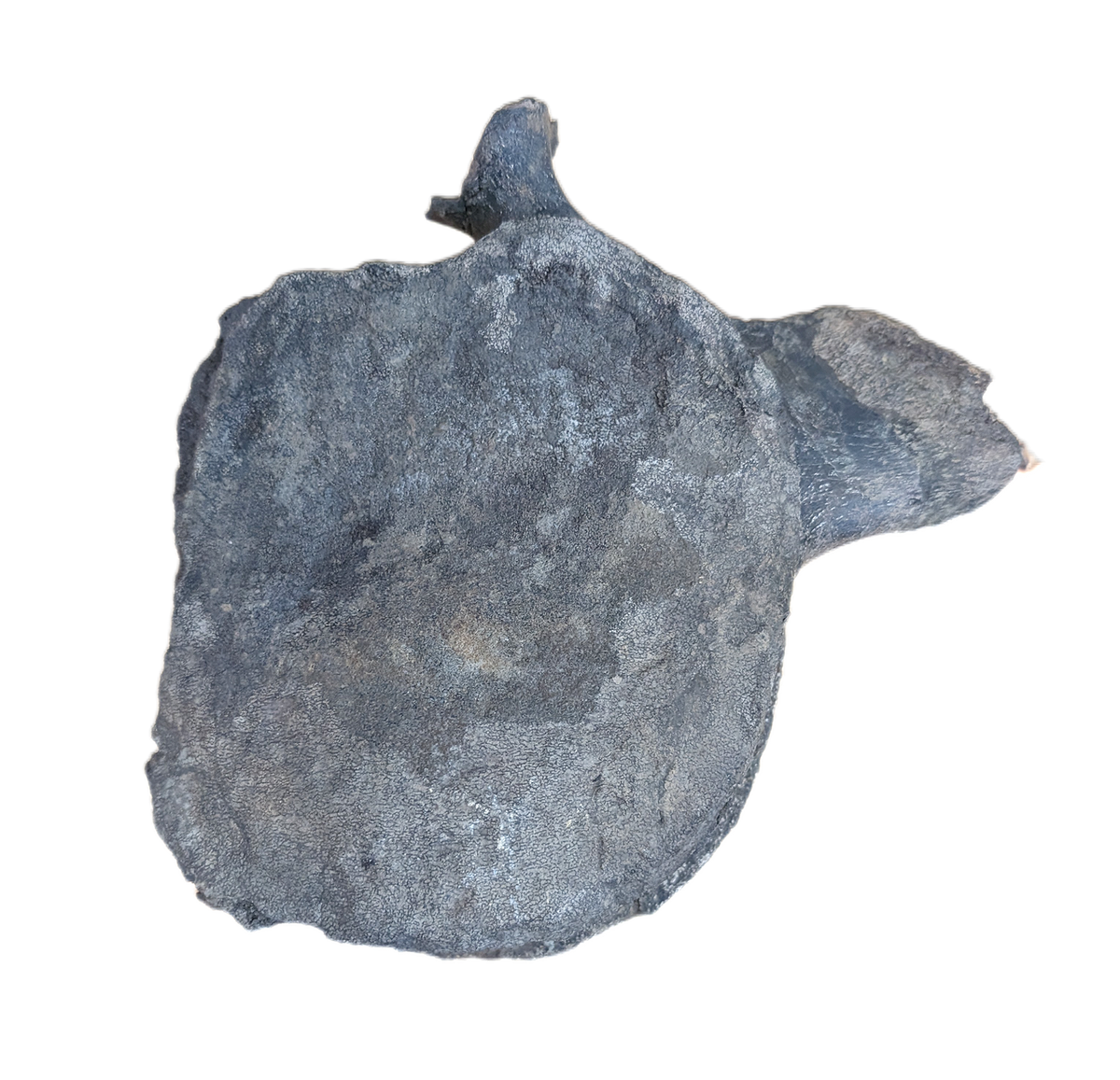 Hypacrosaurus Dorsal Vertebrae| The Daily Rex
