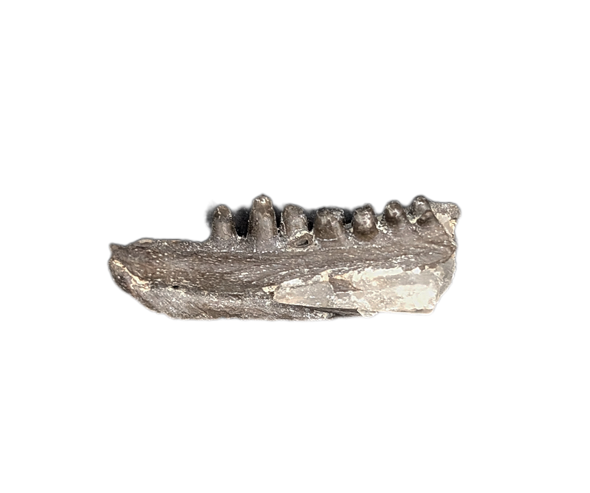 Cacops Jaw Section, Permian| The Daily Rex
