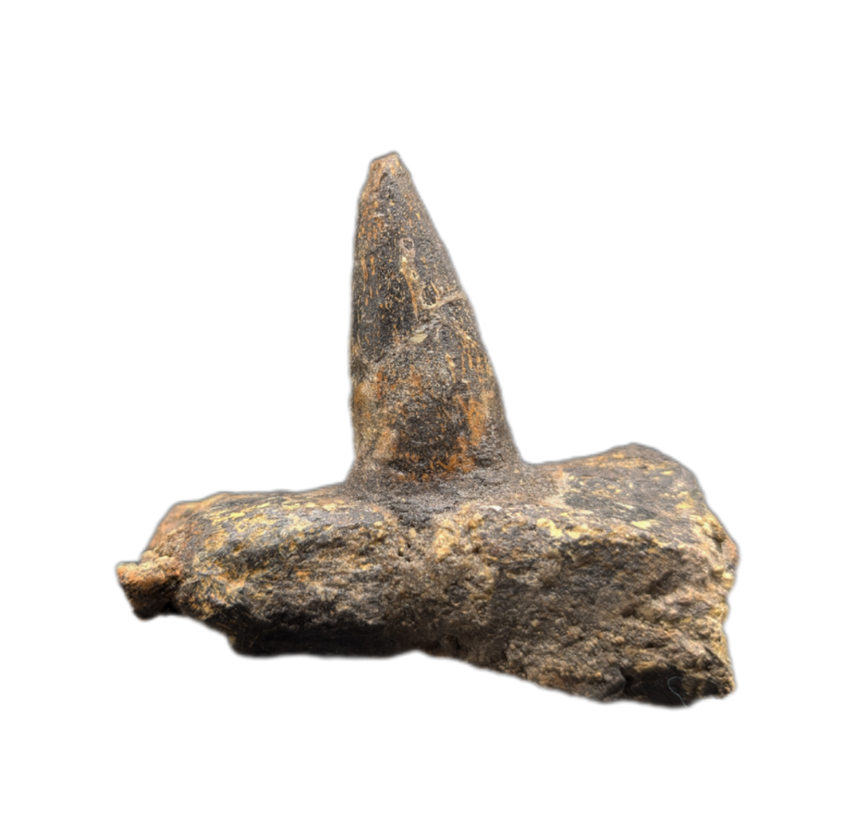 Spicomellus (Ankylosaur) Rib Section with Spike, El Mers Formation| The ...