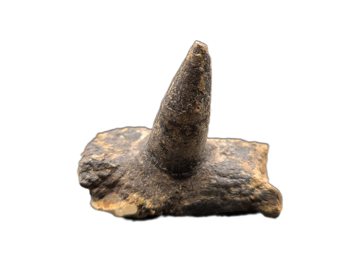 Spicomellus (Ankylosaur) Rib Section with Spike, El Mers Formation| The ...