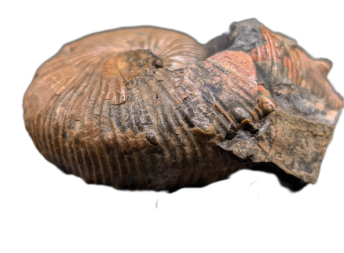 Jeletzkytes (Ammonite), Pierre Shale, North Dakota.| The Daily Rex