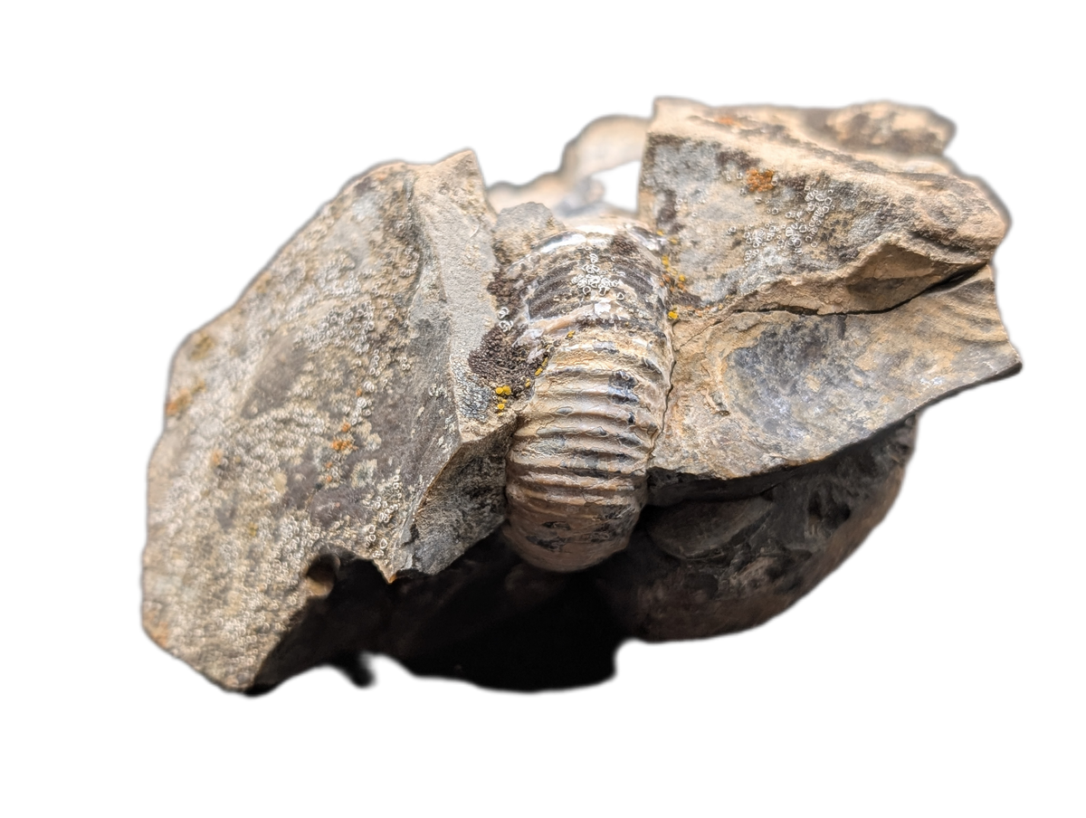 Large Hoploscaphites (Ammonite), Pierre Shale, North Dakota.| The Daily Rex