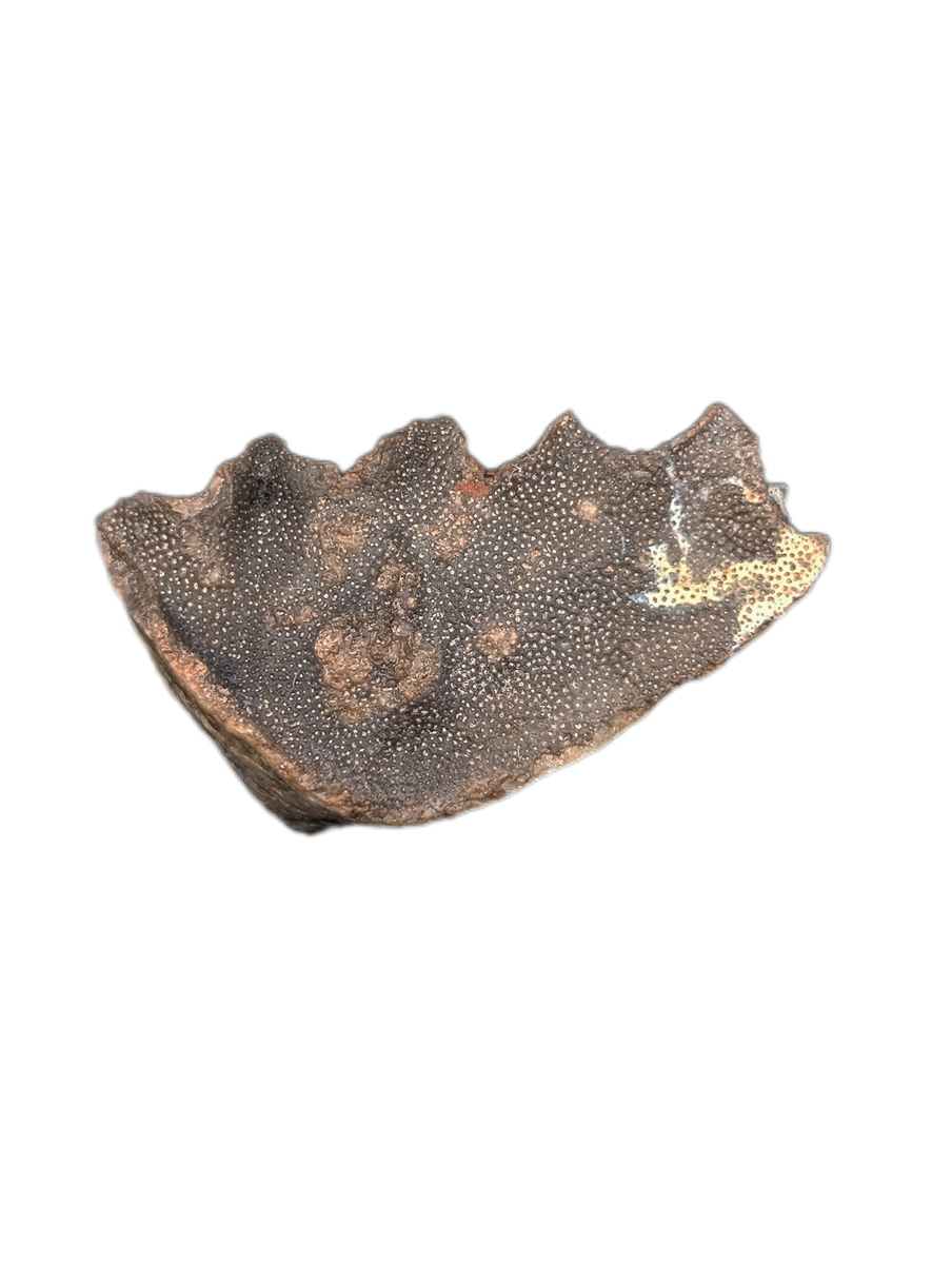 Arganodus (Lungfish) Tooth, Chinle Formation| The Daily Rex