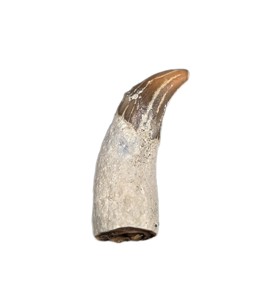 Dolphin Tooth, 15 to 4.5 Million Years Old| The Daily Rex