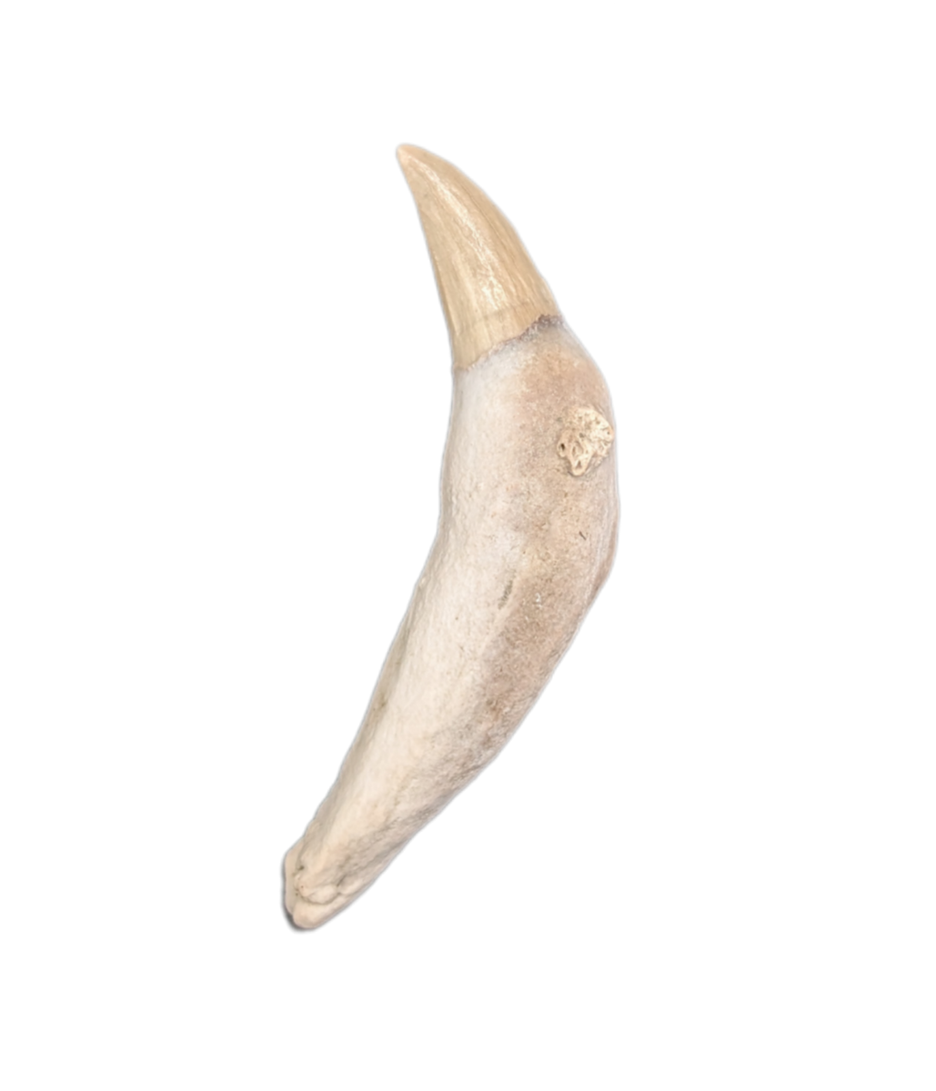 Dolphin Tooth, 15 to 4.5 Million Years Old| The Daily Rex