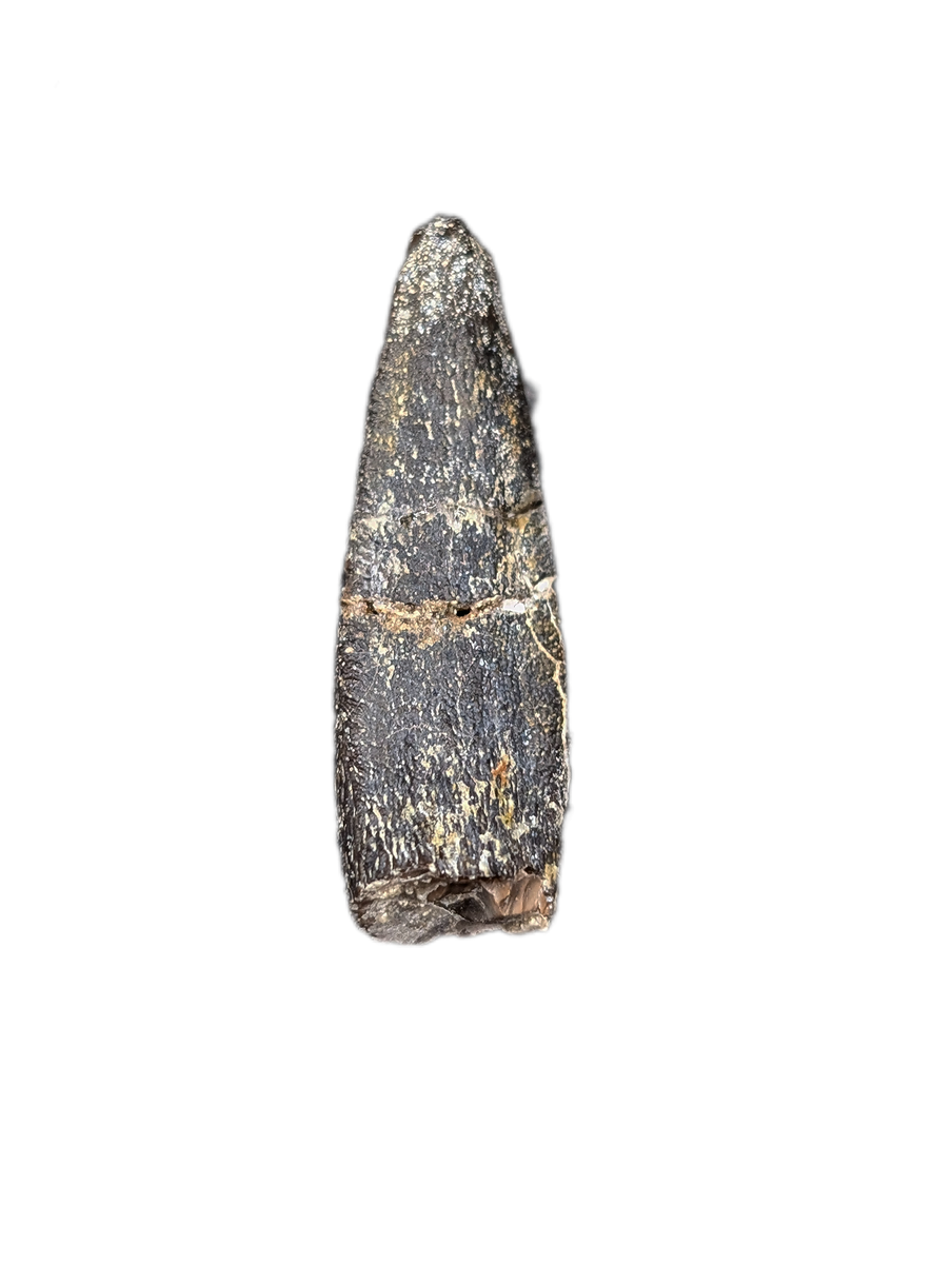 Diplocodid Tooth from the Mid Jurassic, Madagascar| The Daily Rex