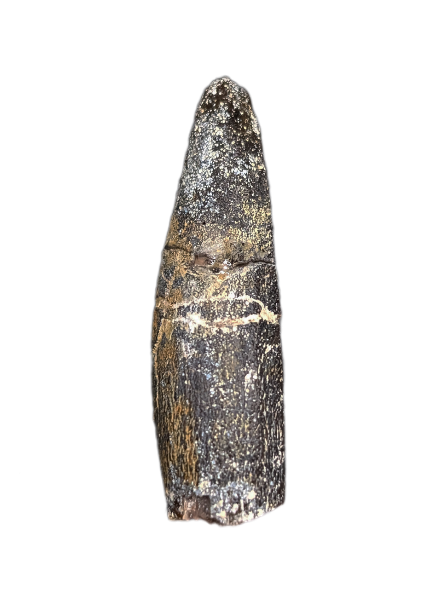 Diplocodid Tooth from the Mid Jurassic, Madagascar| The Daily Rex