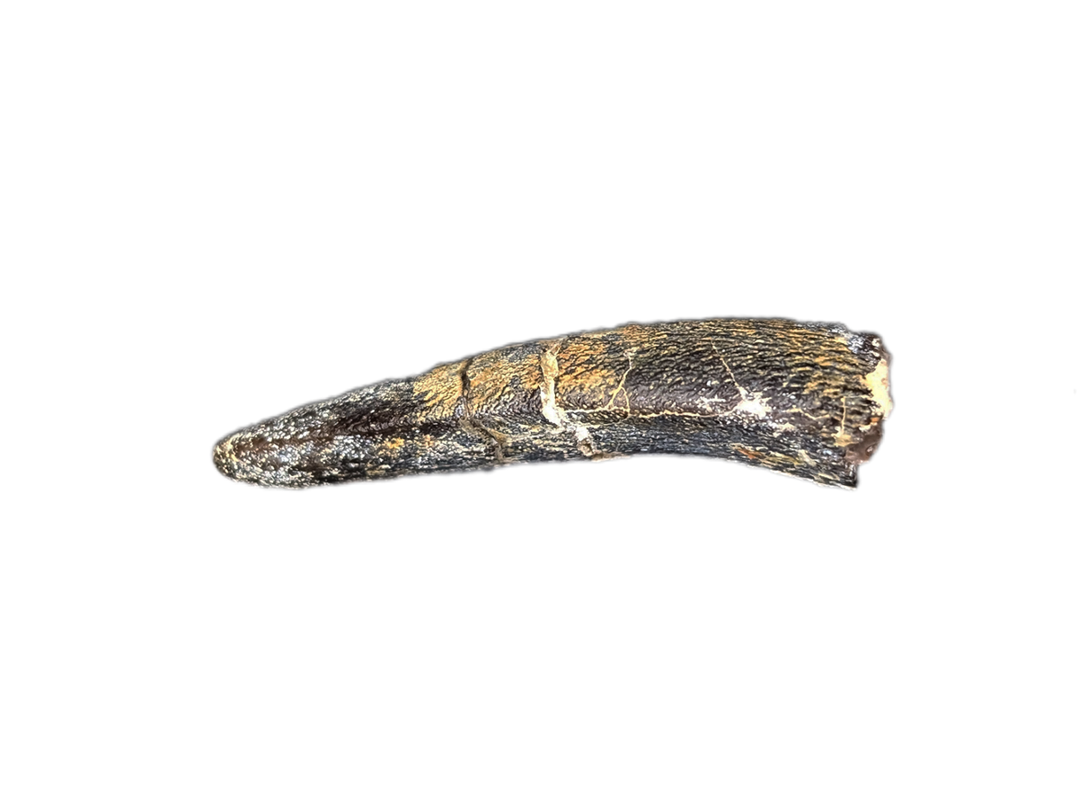 Diplocodid Tooth from the Mid Jurassic, Madagascar| The Daily Rex