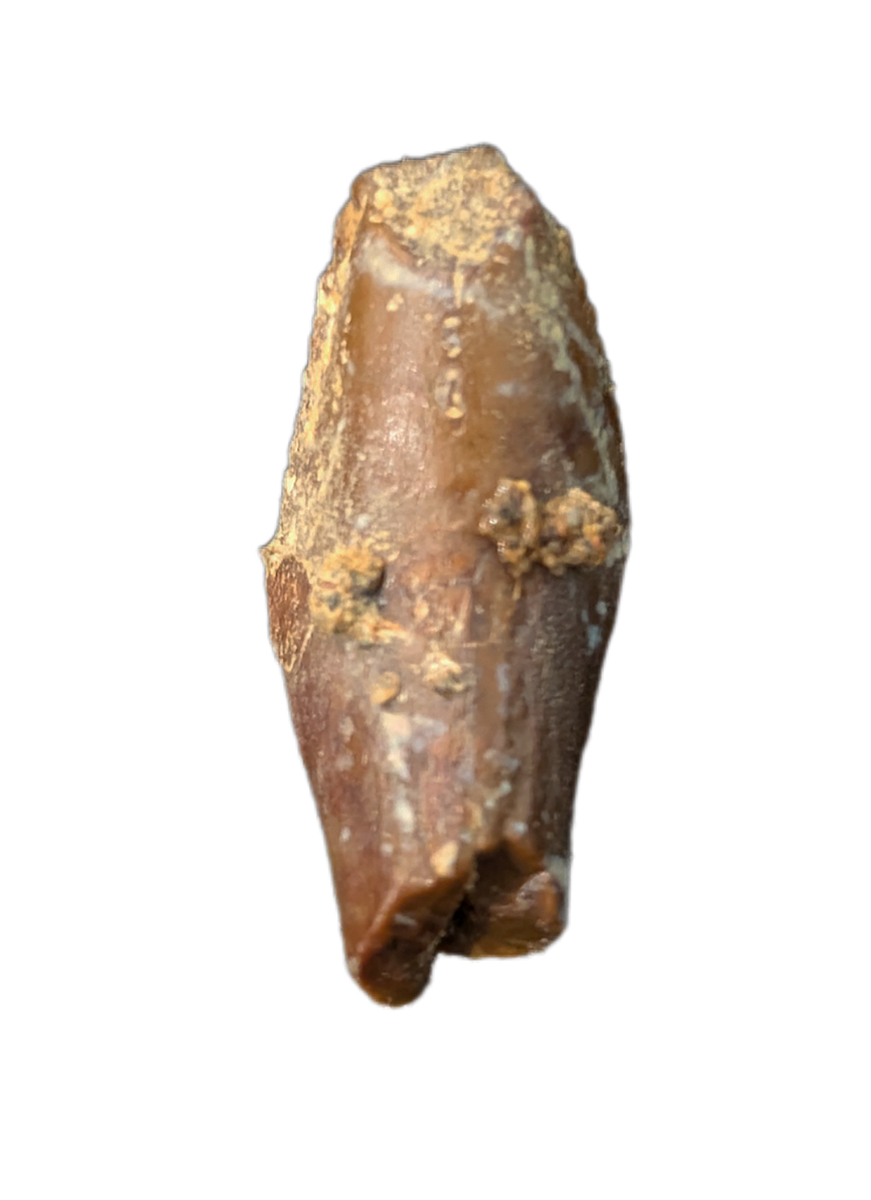 Levnesovia Tooth, Early Hadrosaur, Bissekty Formation, Uzbekistan| The ...