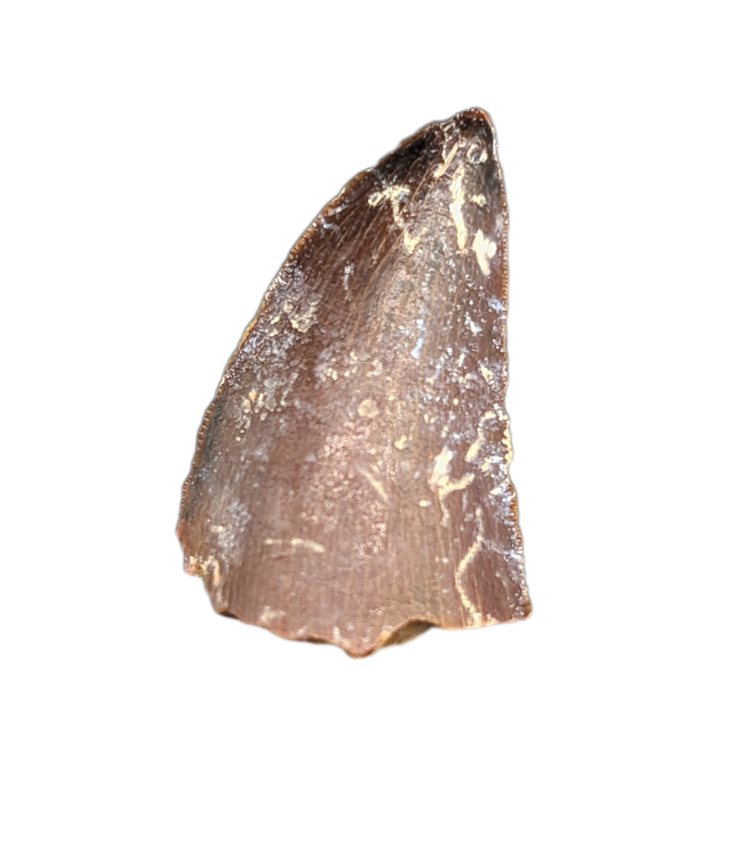 Theropod (Timurlengia?) Tooth, Bissekty Formation| The Daily Rex
