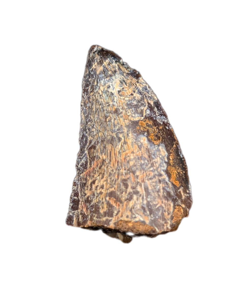 Theropod (Timurlengia?) Tooth, Bissekty Formation| The Daily Rex