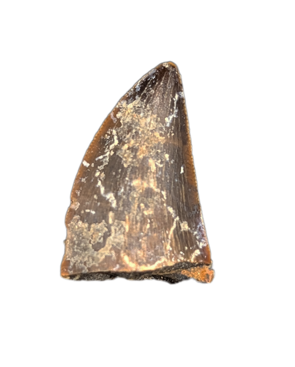 Theropod (Timurlengia?) Tooth, Bissekty Formation| The Daily Rex