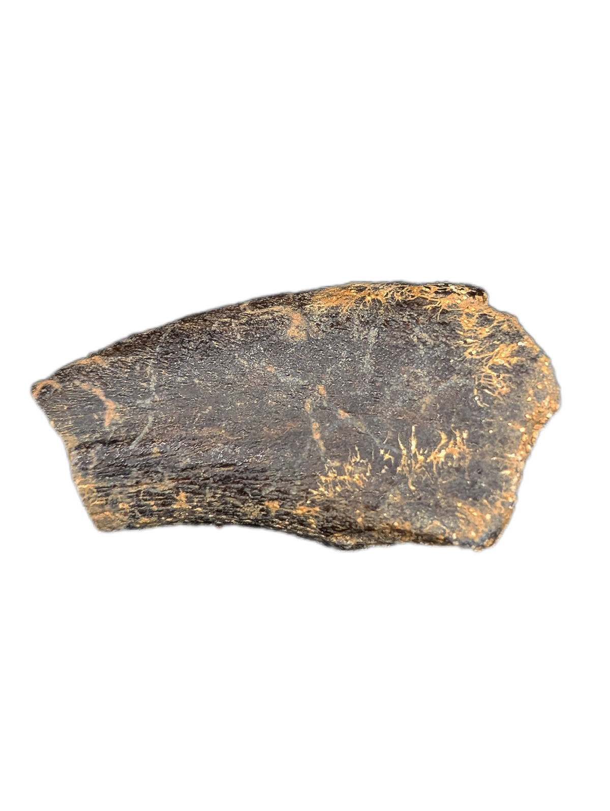 The Daily Rex | Authentic Dinosaur Fossils For Sale