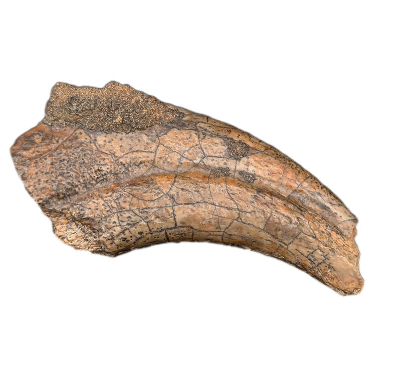 The Daily Rex | Authentic Dinosaur Fossils For Sale