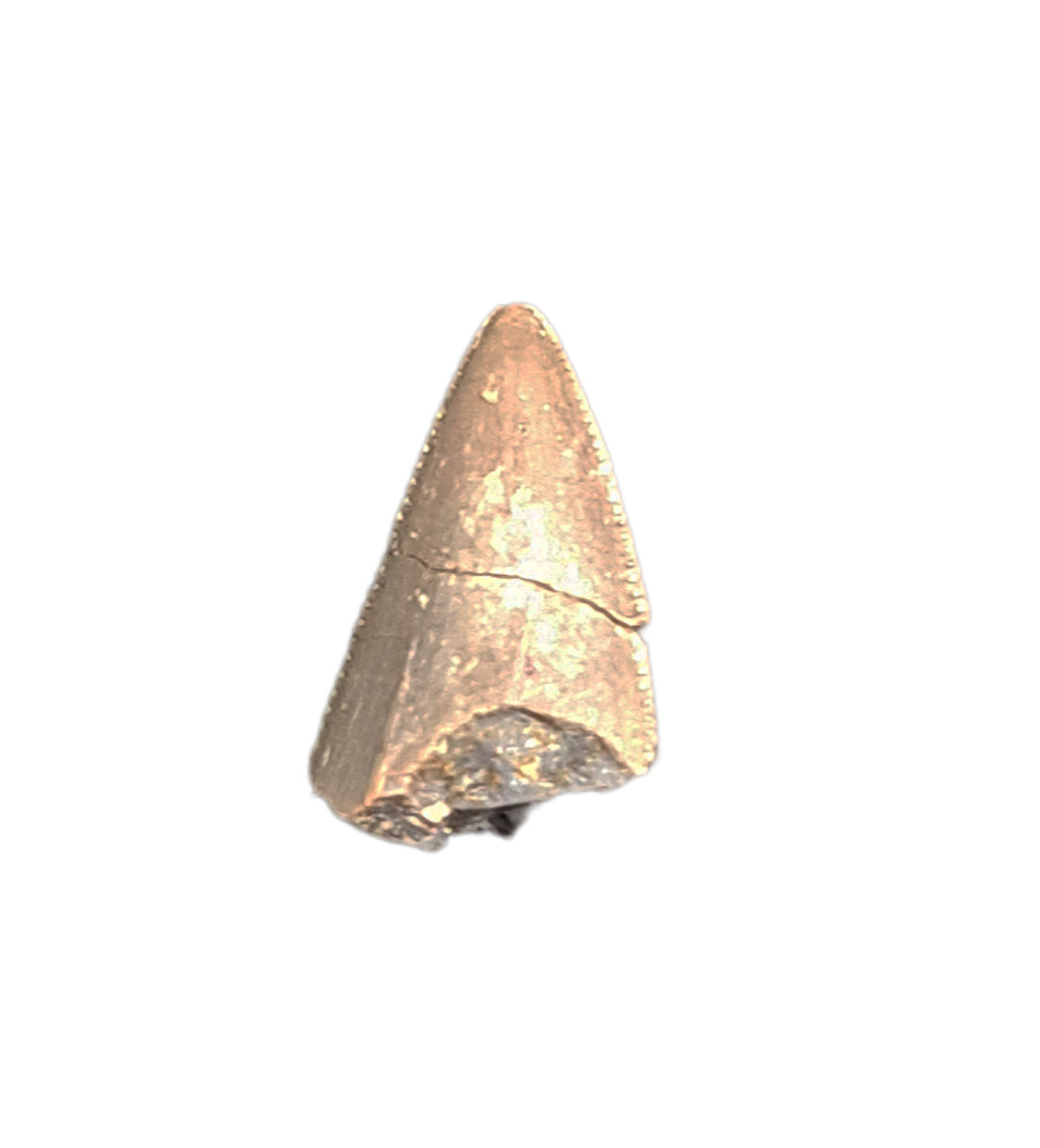 Small Theropod Tooth, Morrison Formation| The Daily Rex