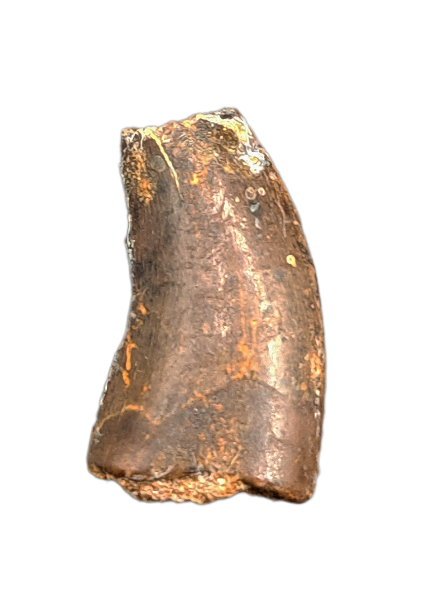 Nanotyrannus Tooth, Lance Formation.| The Daily Rex