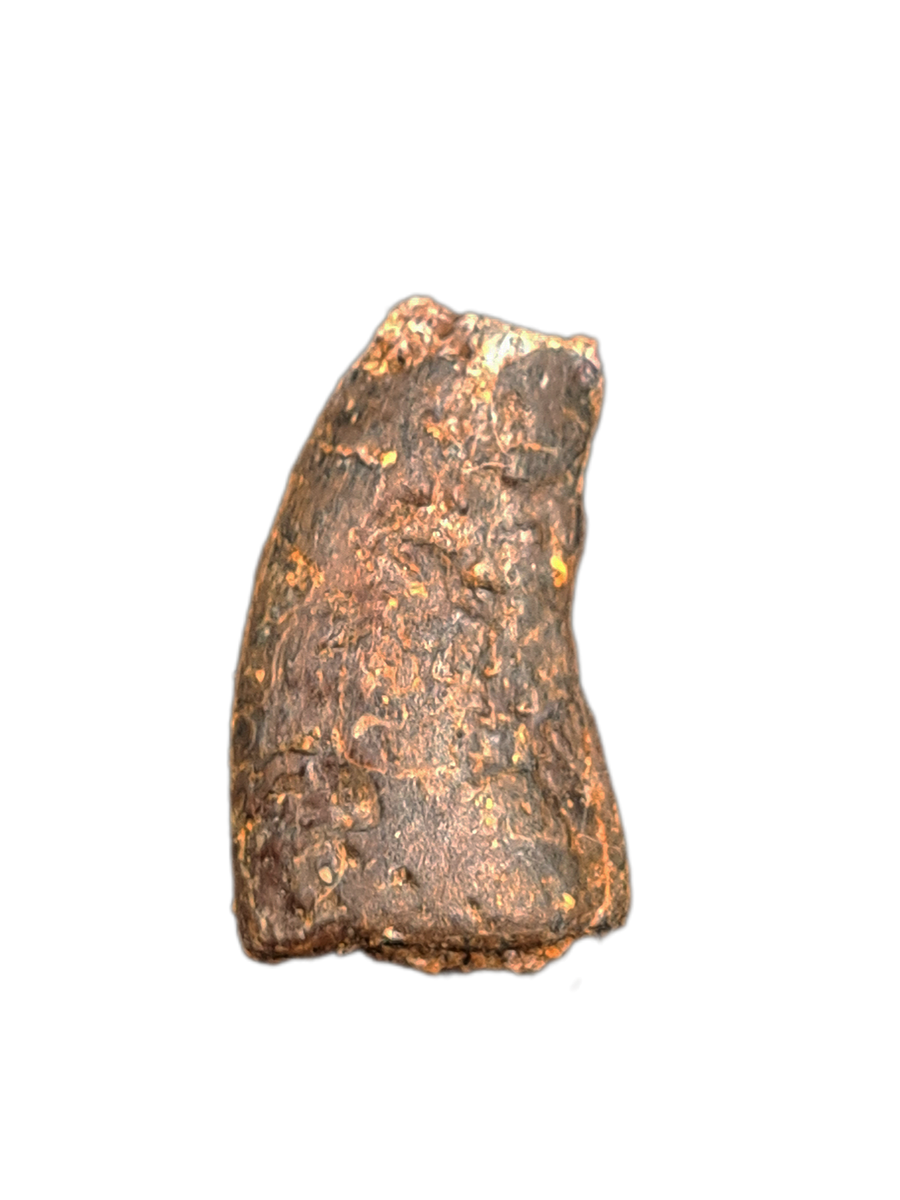 Nanotyrannus Tooth, Lance Formation.| The Daily Rex