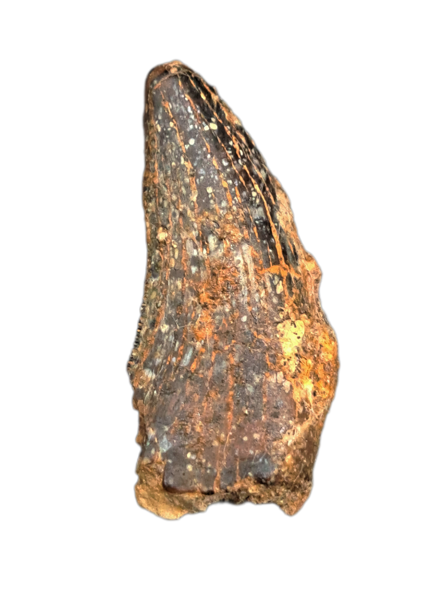 Nanotyrannus Tooth, Lance Formation.| The Daily Rex