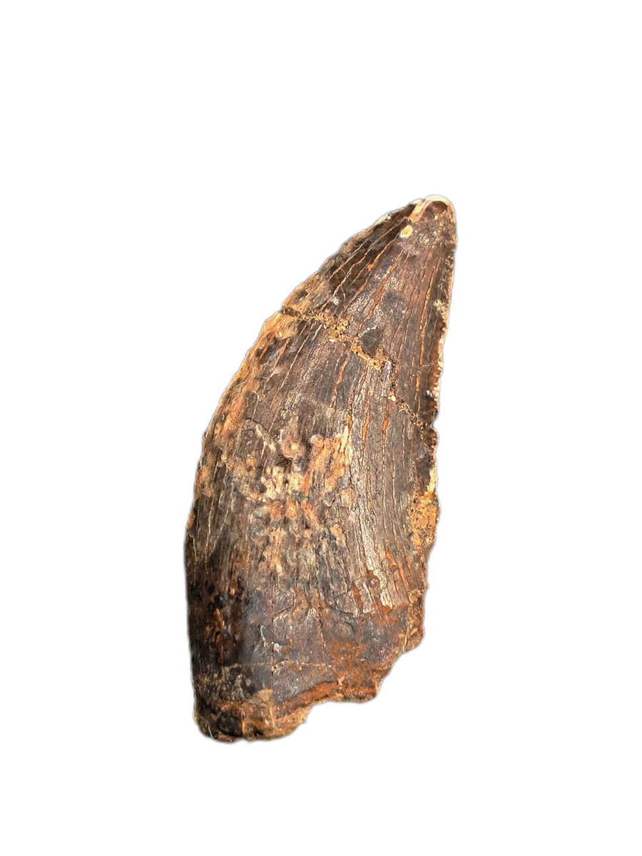 Nanotyrannus Tooth, Lance Formation.| The Daily Rex