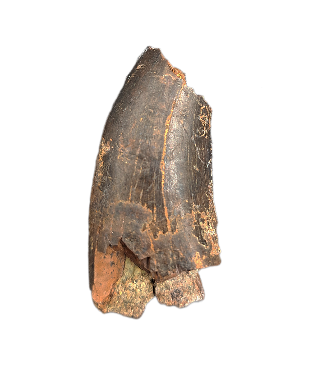 Nanotyrannus Tooth, Lance Formation.| The Daily Rex