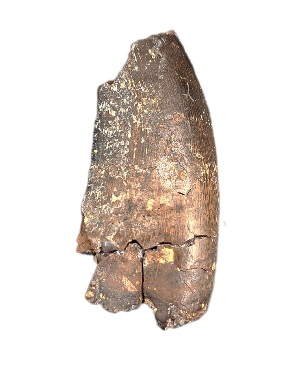 Nanotyrannus Tooth, Lance Formation.| The Daily Rex