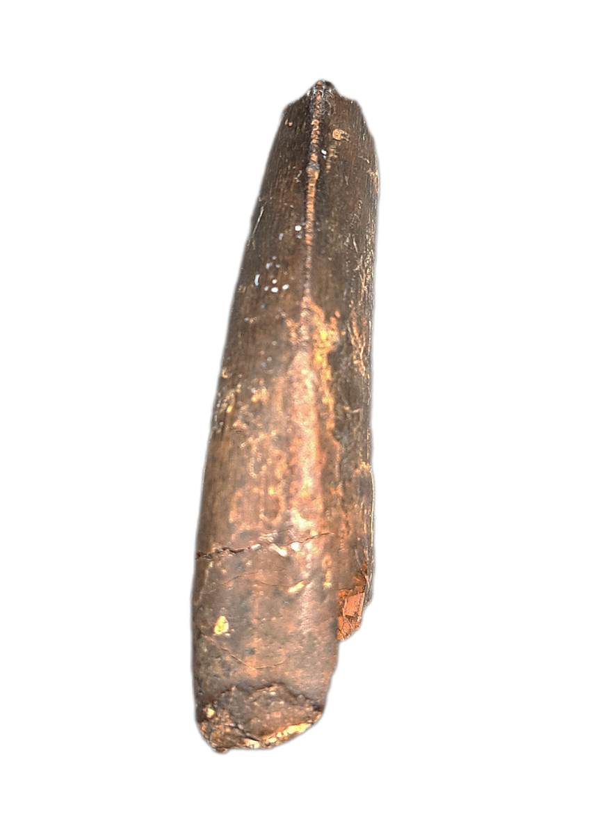 Nanotyrannus Tooth, Lance Formation.| The Daily Rex
