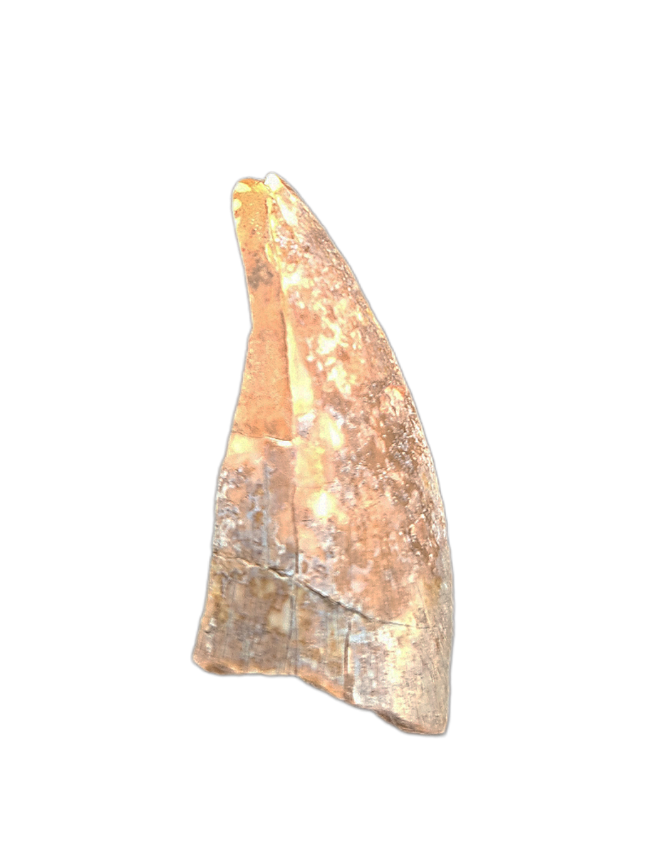 Afrovenator Tooth, Mid Jurassic of Africa| The Daily Rex