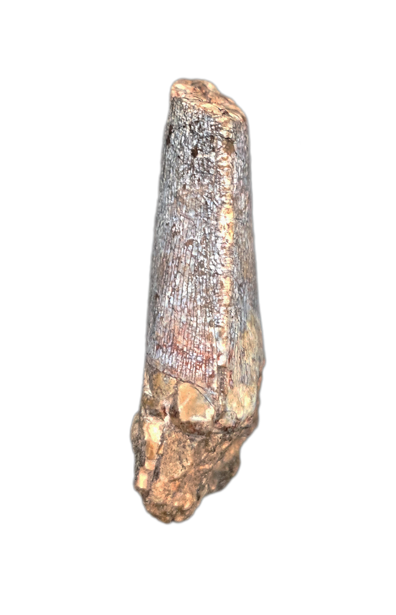Afrovenator Tooth, Mid Jurassic of Africa| The Daily Rex