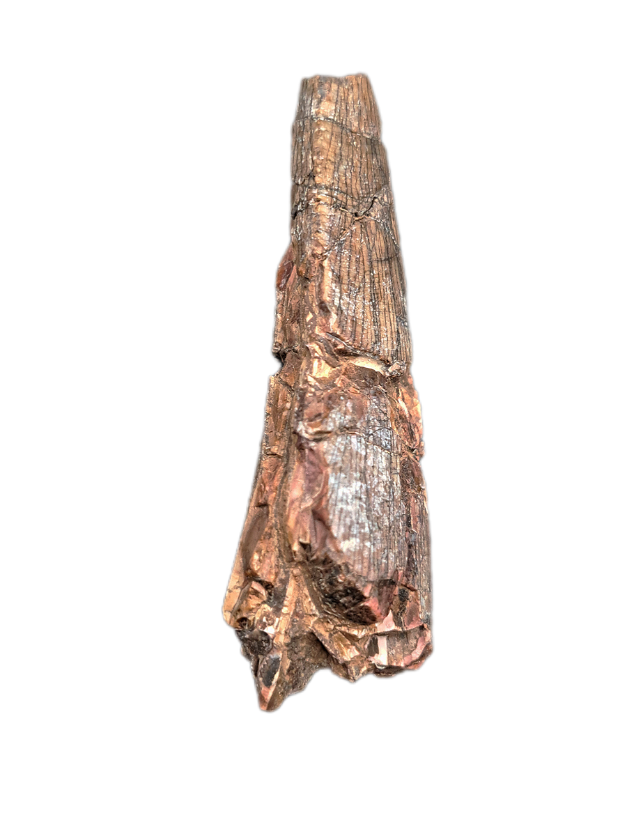 Afrovenator Tooth, Mid Jurassic of Africa| The Daily Rex