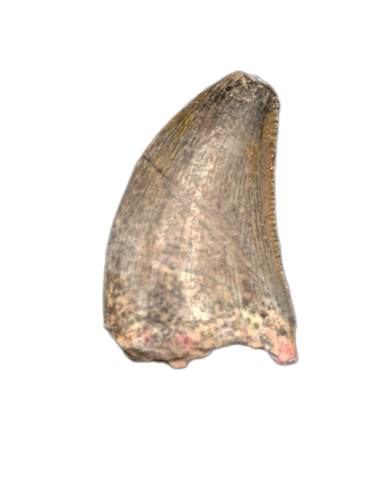 Rare Spinostropheus Tooth, Mid Jurassic of Africa| The Daily Rex