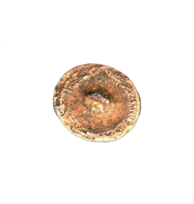 Razanandrongobe Tooth from the Mid Jurassic, Madagascar| The Daily Rex