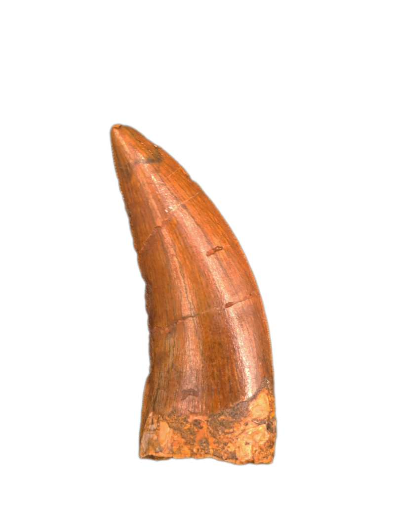 Dinosaur Teeth| Dinosaur Tooth| The Daily Rex