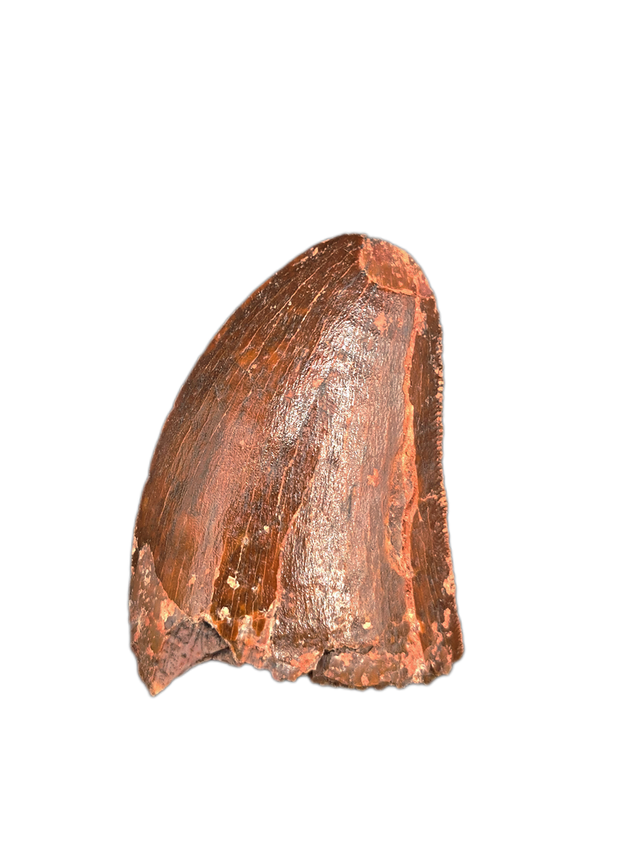 Carcharodontosaurus Tooth| The Daily Rex