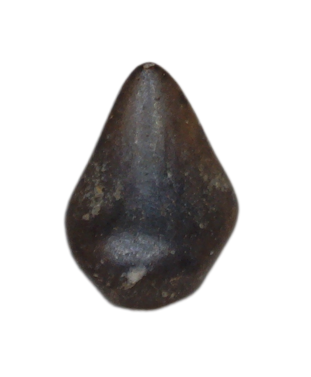 Stegoceras (Pachycephalosaur) Tooth, Judith River Formation| The Daily Rex