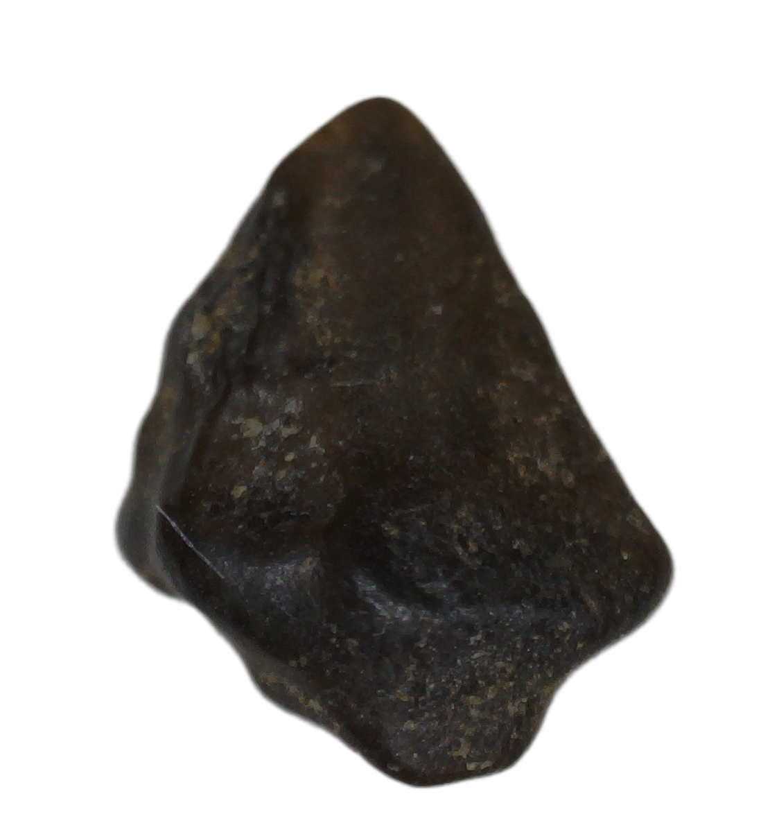 Stegoceras (Pachycephalosaur) Tooth, Judith River Formation| The Daily Rex