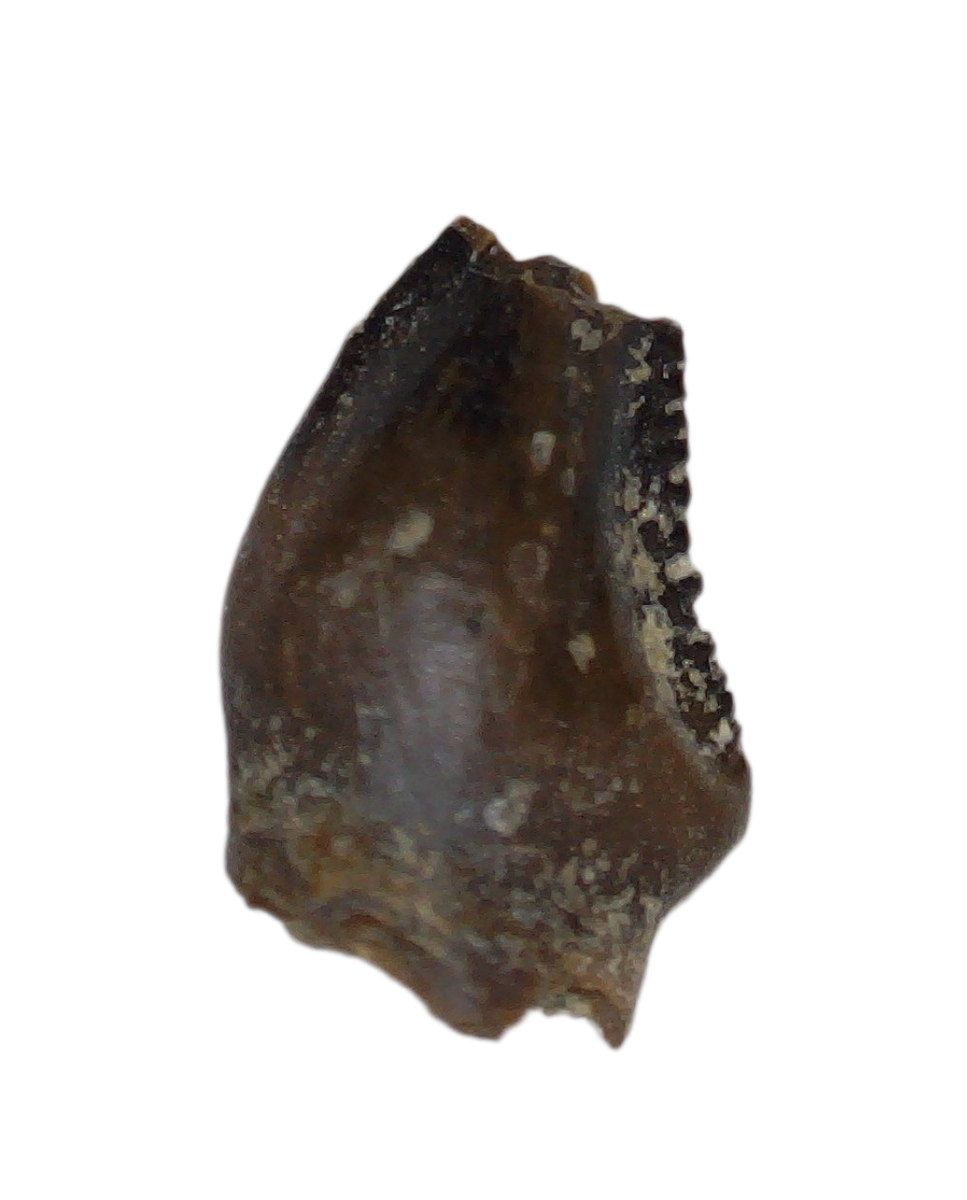 Stegoceras (Pachycephalosaur) Serrated Pre Max Tooth, Judith River For ...