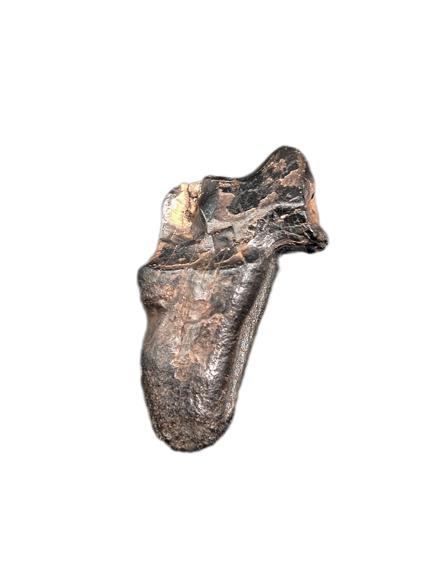 Dire Wolf Tooth, Florida| The Daily Rex