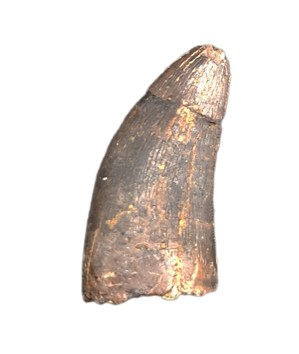 Tyrannosaur Tooth, Two Medicine Formation.| The Daily Rex