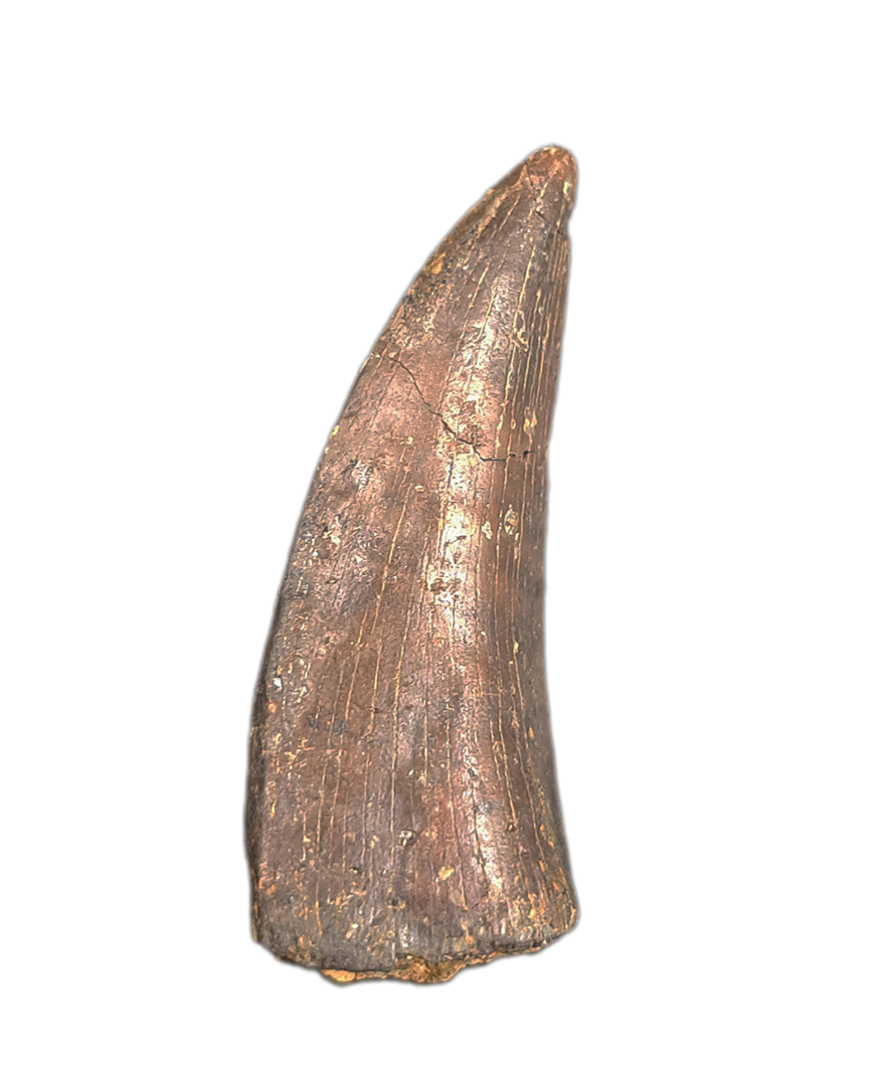 Tyrannosaur Tooth, Two Medicine Formation.| The Daily Rex