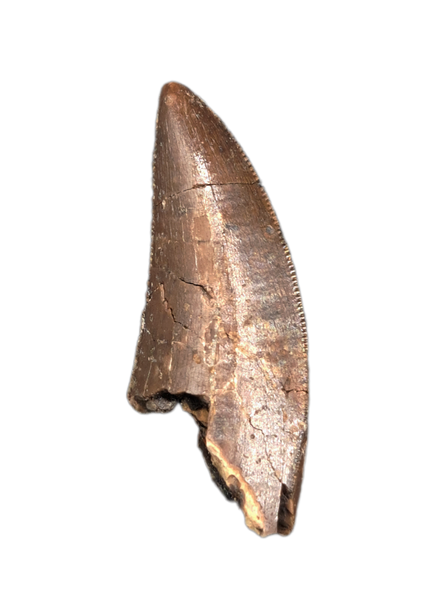 Tyrannosaur Tooth, Two Medicine Formation.| The Daily Rex