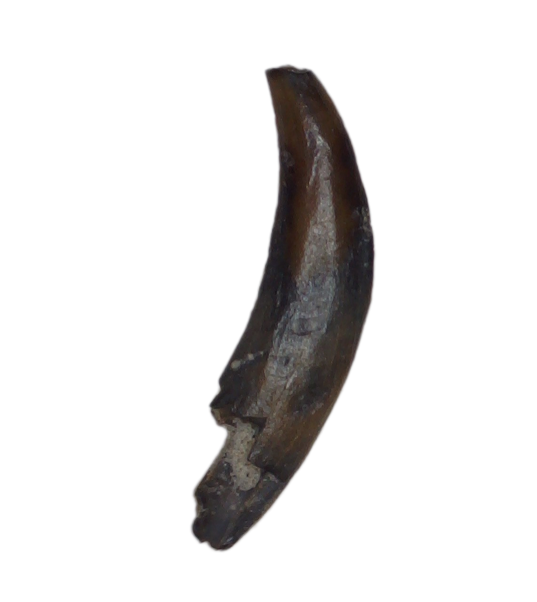 Mammal Tooth, Judith River Formation| The Daily Rex